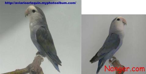 Mutaciones de los agapornis roseicolli : agapornis roseicolli verdes jade oliva cobalto malva ...